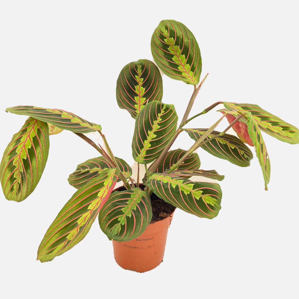 Marantha Dua Çiçeği - Bauhaus