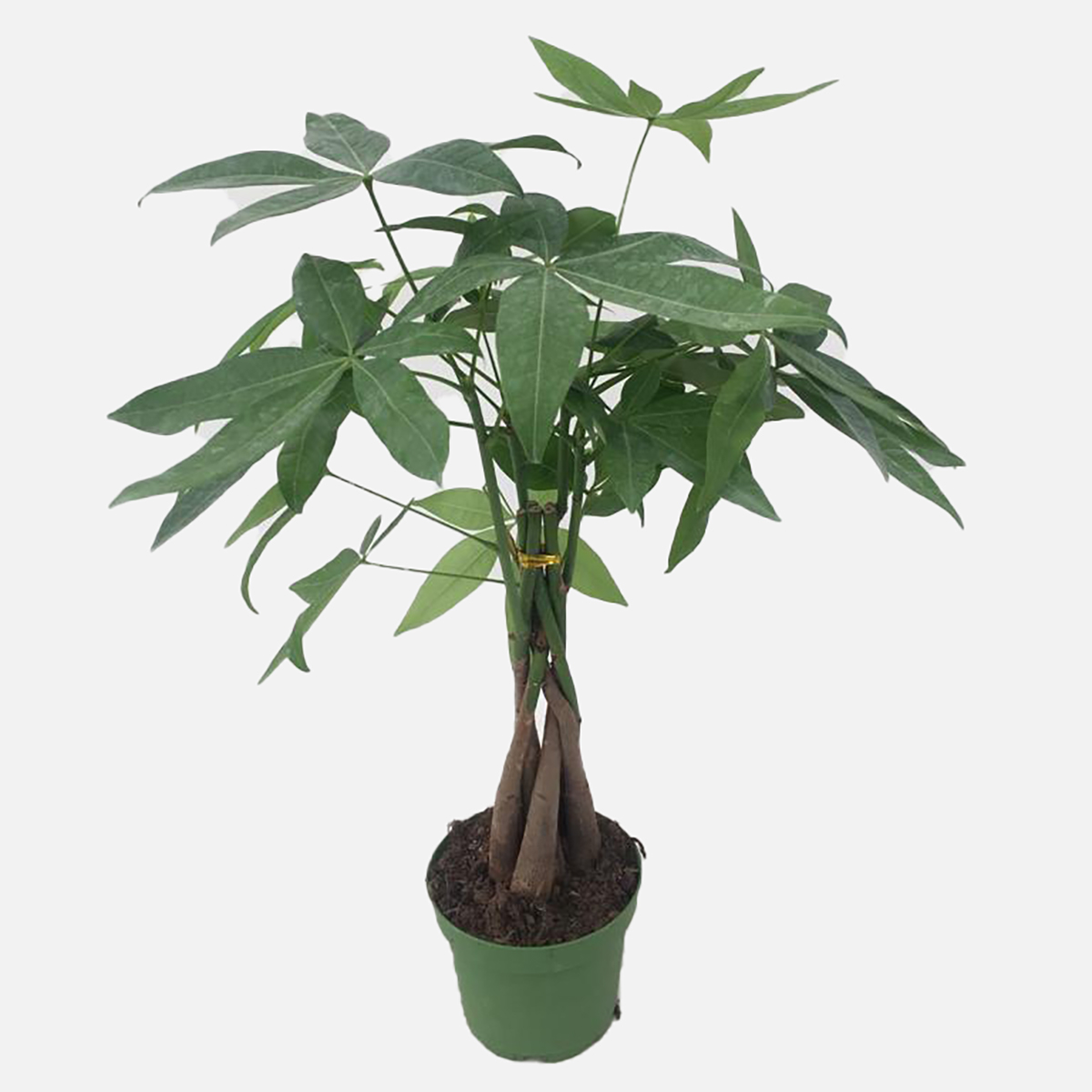 Pachira Mini Para Ağacı - Bauhaus