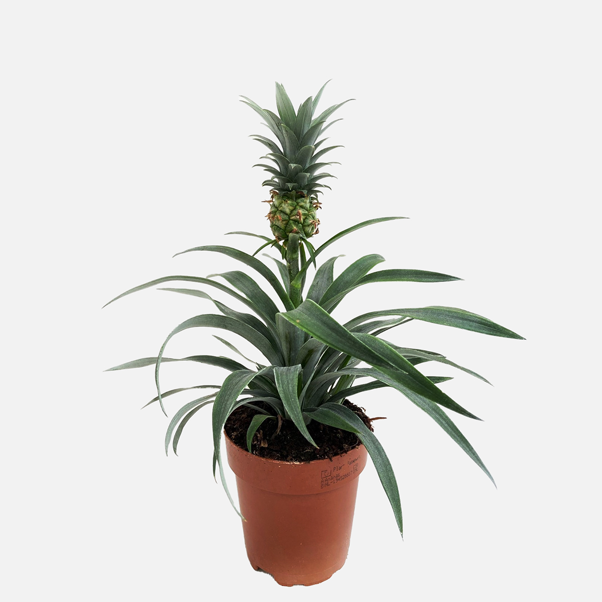 Ananas Bitkisi - Bauhaus